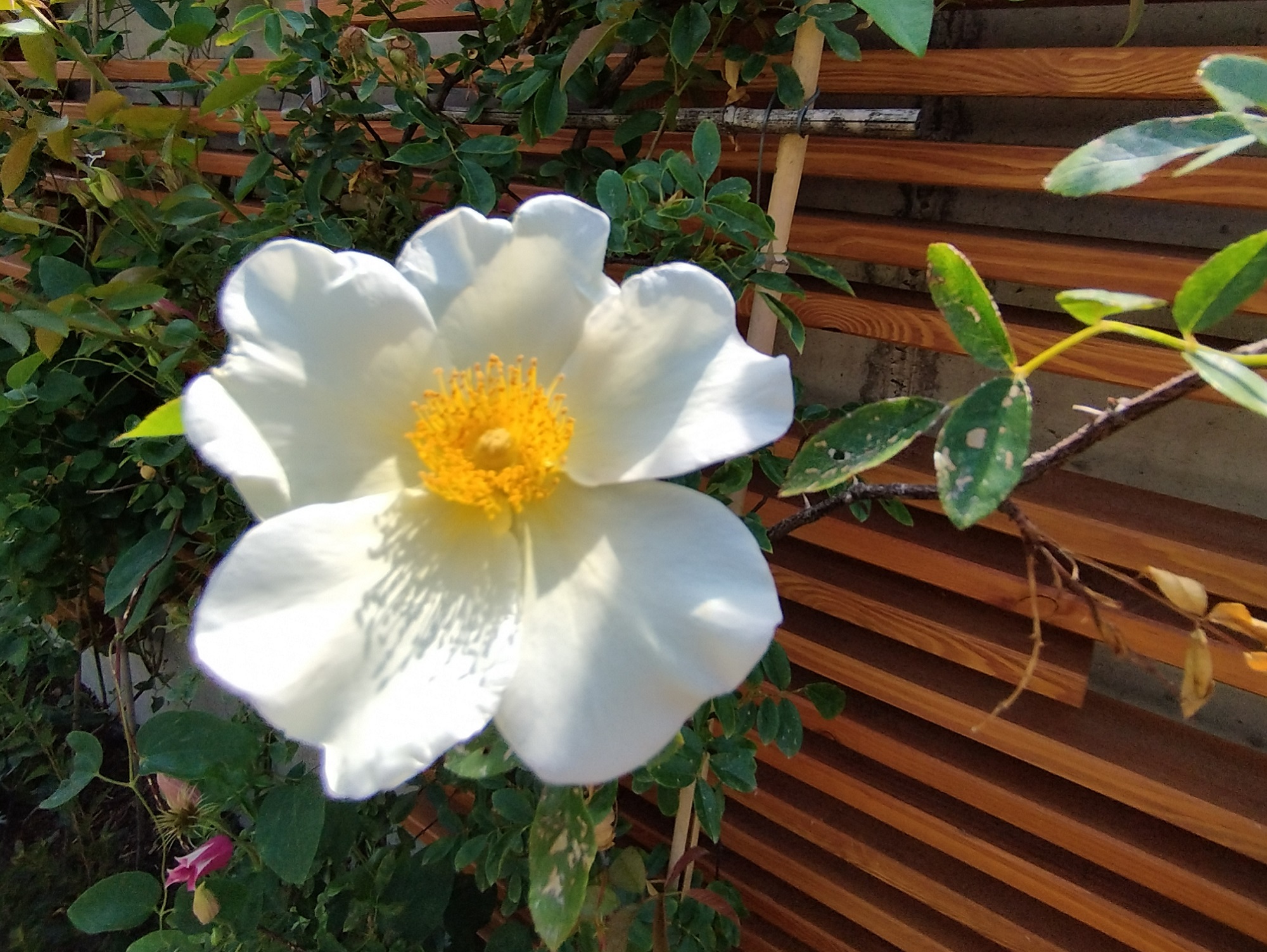 🌿 01_rosa_mermaid - www.leftygardens.com